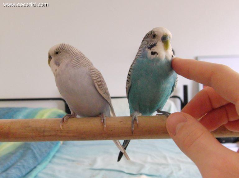 Anagrafica pappagallini: Gianni