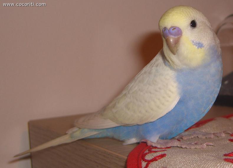 Anagrafica pappagallini: Cino