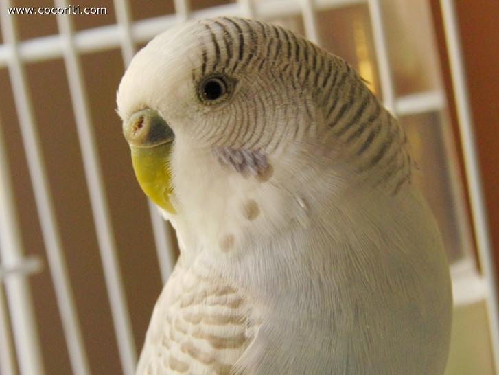 Anagrafica pappagallini: Gianni