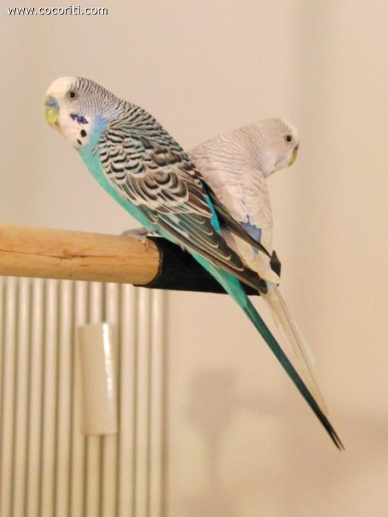 Anagrafica pappagallini: Gianni