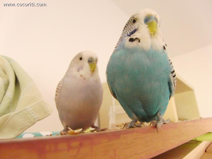 Anagrafica pappagallini: Gianni