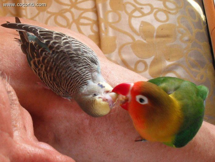 Cocorita e Inseparabile - Cocorite e Pappagallini Ondulati