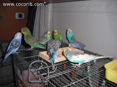 Cocorite a cena - Cocoriti