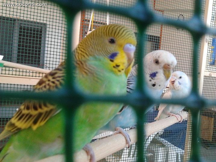 Un trio bellissimo - Cocoriti