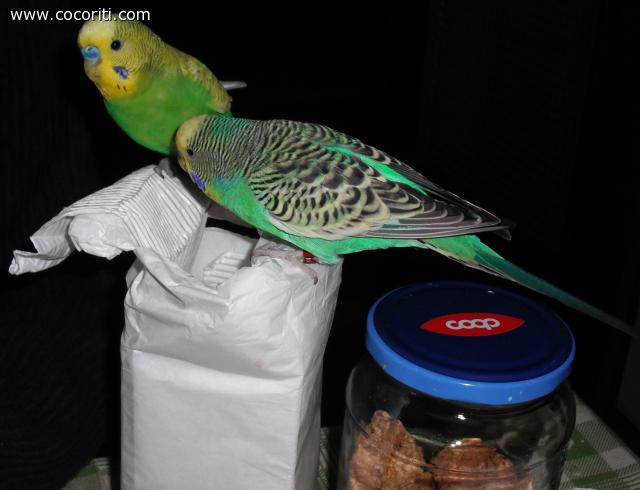 cocoriti curiosi - Cocoriti