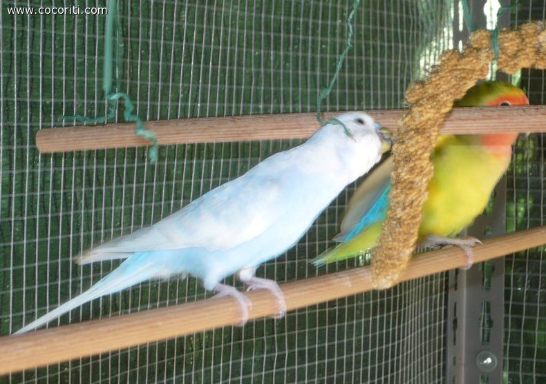 Cocorito Ciurlo - Cocorite e Pappagallini Ondulati