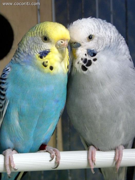 vita di coppia - Cocorite e Pappagallini Ondulati
