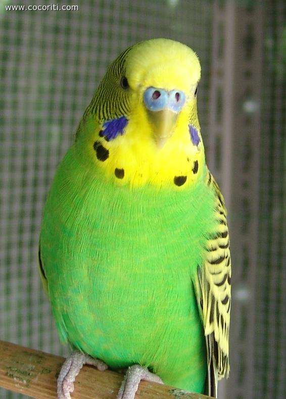 Anagrafica pappagallini: Milo