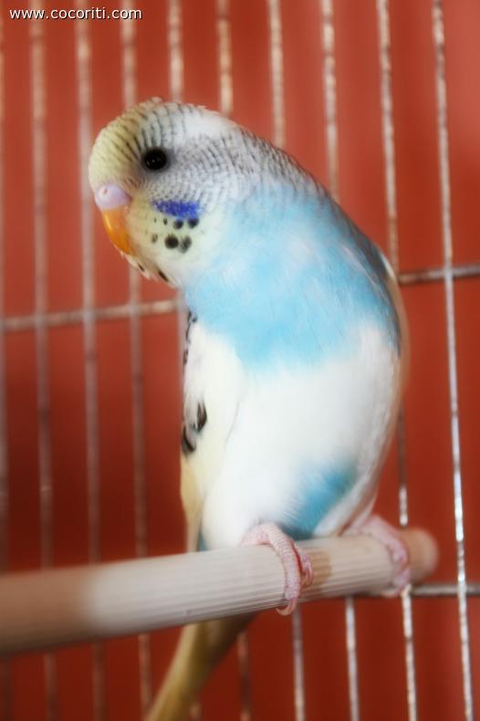 allevatore cocorite ad Albairate ( Mi)