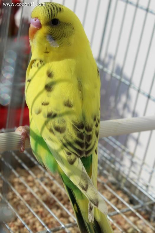 allevatore cocorite ad Albairate ( Mi)