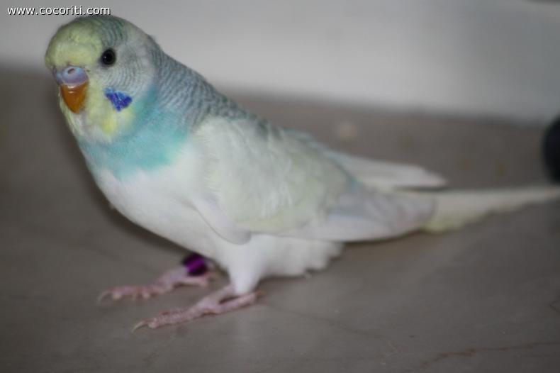 allevatore cocorite ad Albairate ( Mi)