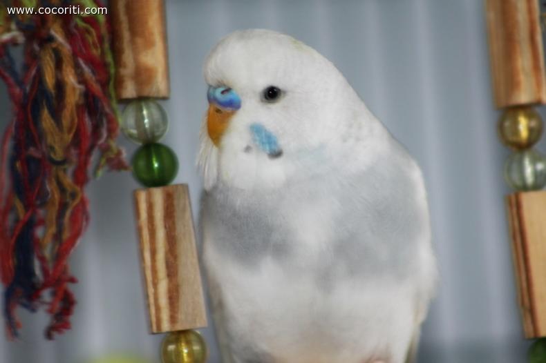 allevatore cocorite ad Albairate ( Mi)