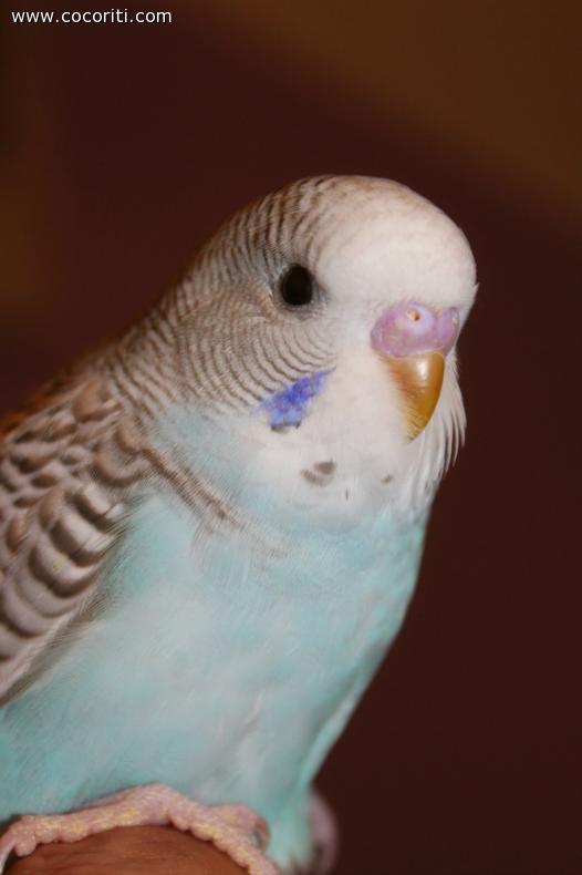 allevatore cocorite ad Albairate ( Mi)