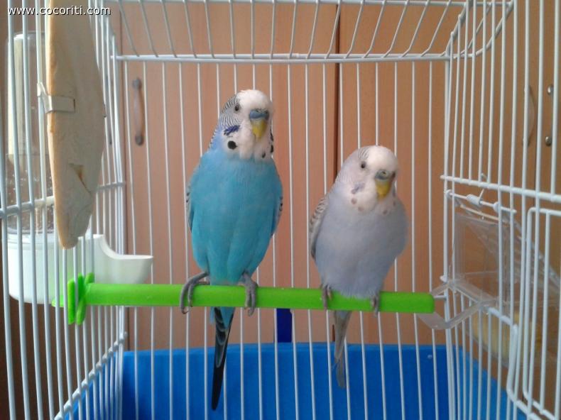 Anagrafica pappagallini: Gianni