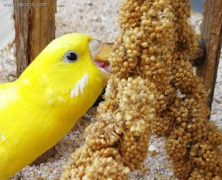 La mia piccola Cocorita - Cocoriti