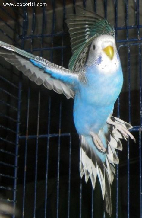 Fly* - Cocorite e Pappagallini Ondulati