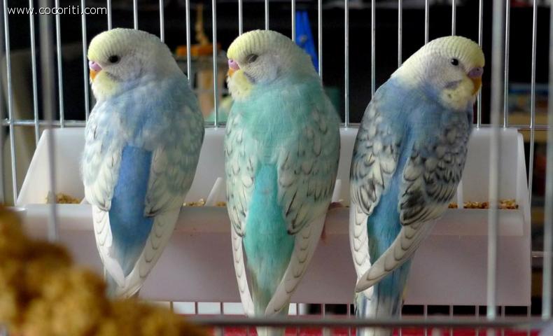 3 ways of being a Spangle