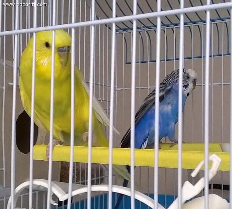 i miei pappagallini - Cocorite e Pappagallini Ondulati