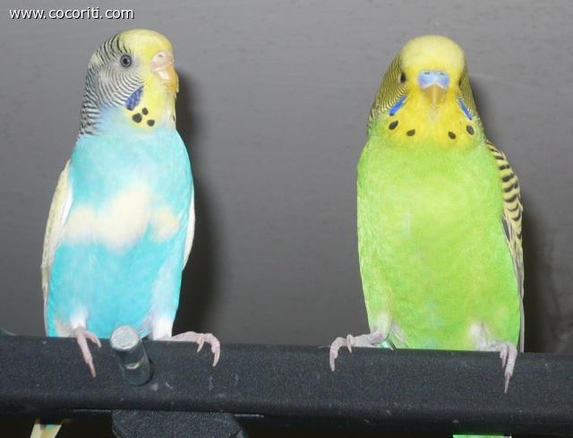 Coppia di pappagallini - Cocorite e Pappagallini Ondulati