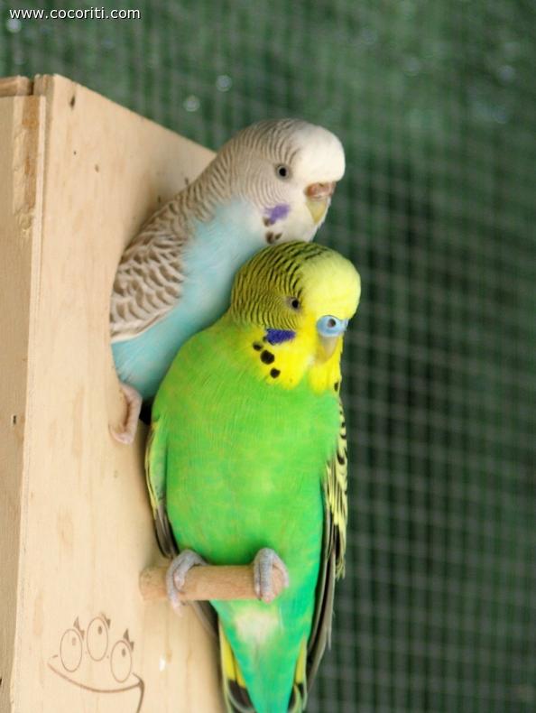 Cocorite e Pappagallini Ondulati