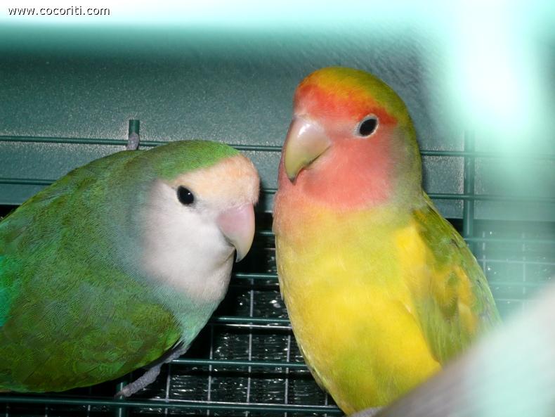 I miei pappagallini inseparabili