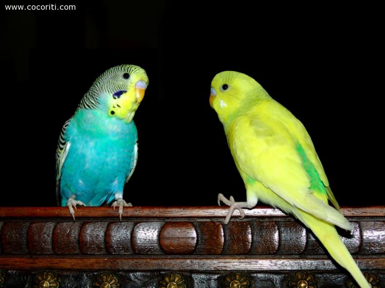 Anagrafica pappagallini: Amelio