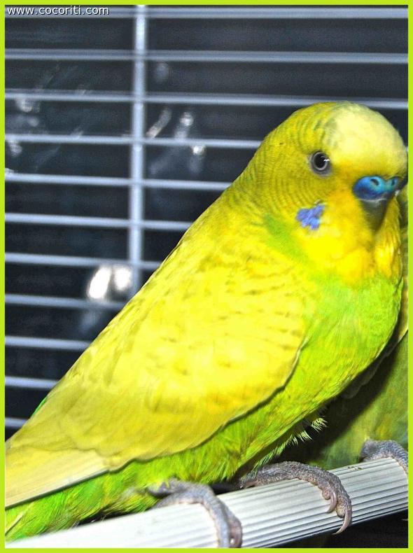 Anagrafica pappagallini: Kiwi