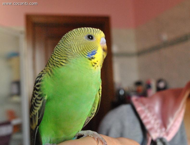 Anagrafica pappagallini: CHUPITo..