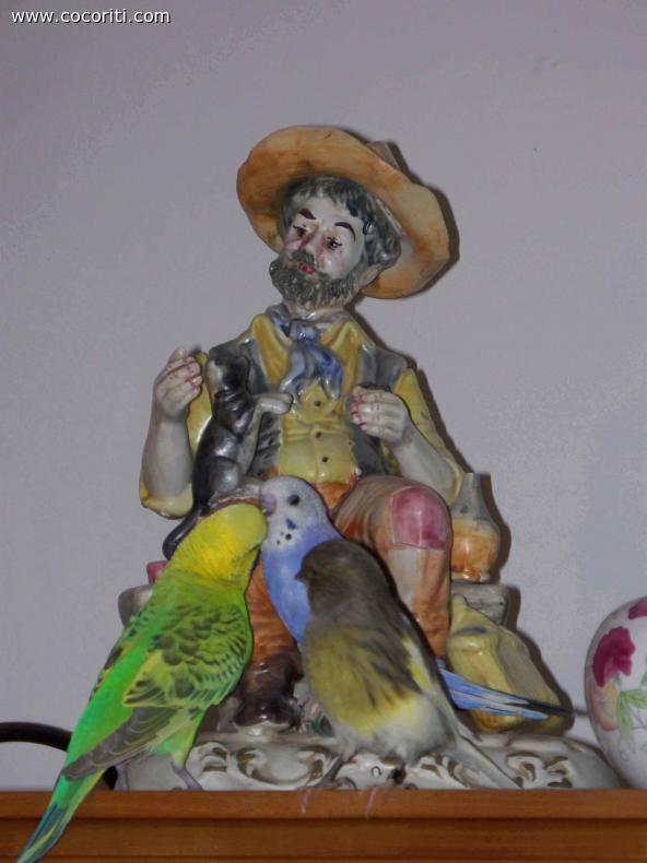 O Santo Patrono delle coco! - Cocoriti