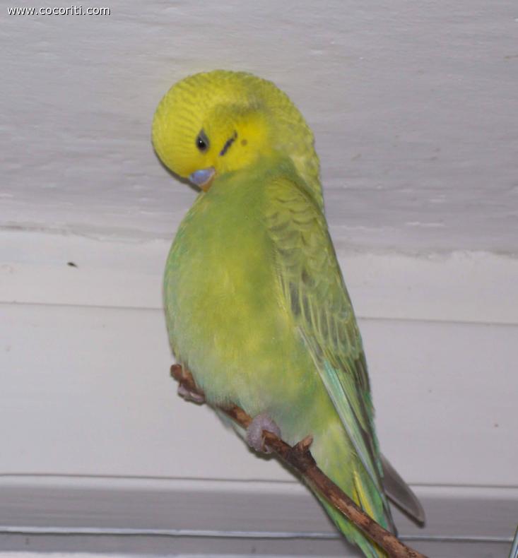 Galleria fotografica - Cocorite e Pappagallini Ondulati