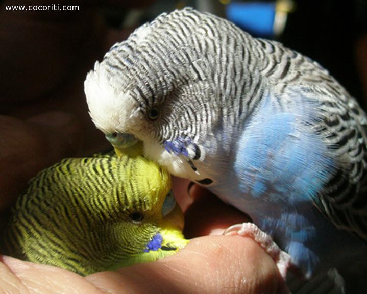 coccole tra maschietti - Cocorite e Pappagallini Ondulati