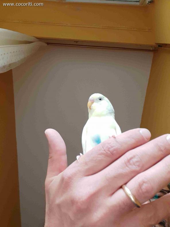 Vi presento fischietto. - Cocoriti